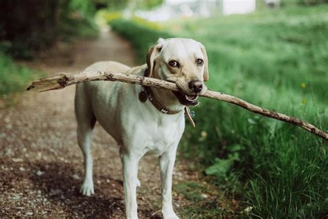 XMLHttpRequest Vs The Fetch API For Ajax SitePoint