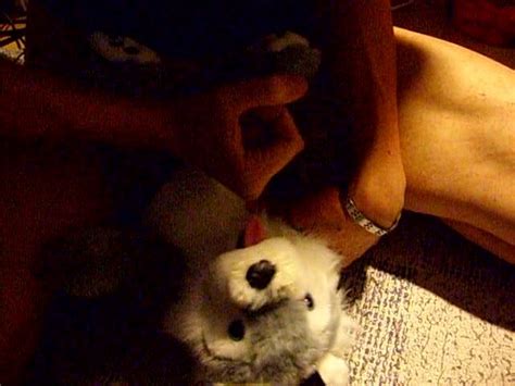 Cumming On A Husky Plush Thisvid Com