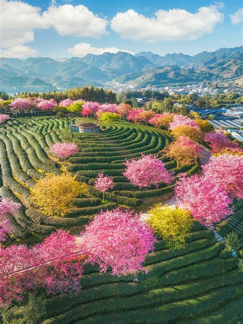 Прекрасните цъфнали пролетни череши в град Лунйен