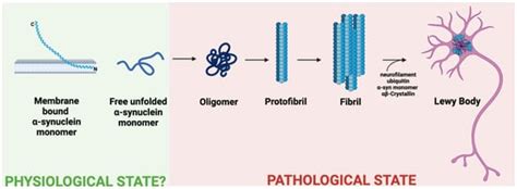 The Interplay Between α Synuclein And Microglia In α Synucleinopathies