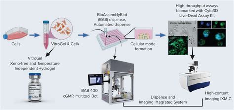 automated assay development of hydrogel based 3d cellular models