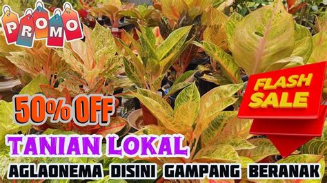 Aglaonema Lokal… Keren Disini Ko Gampang Beranak Ya, Apa Sih Rahasianya ...