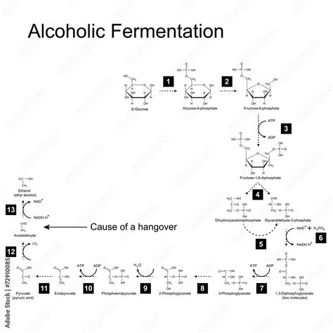 Ethanol Fermentation Pathway