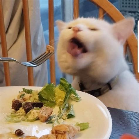 Meet Smudge The Cat Became Famous Thanks To This Meme Lipstick Alley