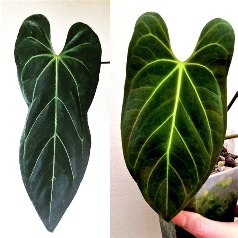 Papi X Papi Fs X Leahs Leaves