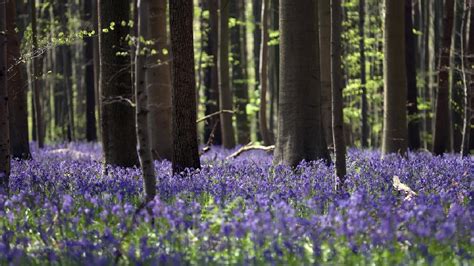 Belçikadaki Hallerbos Ormanında çan çiçekleri Açmaya Başladı Trt