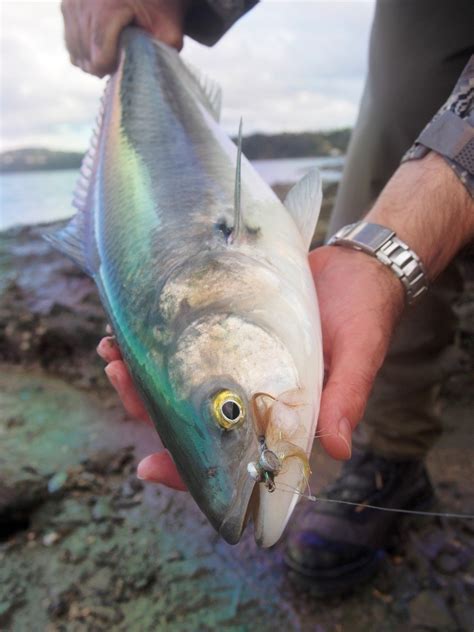 La Pêche à La Nacre Dans La Culture Maori — Casoar
