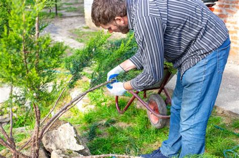 Pruning And Shaping The Cossack Juniper In The Garden The Gardener