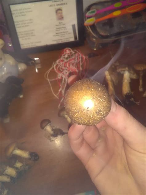 Couple IDs Please Mushroom Hunting And Identification Shroomery Message Board