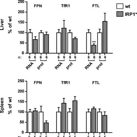 Gain Of Irp1 Function Causes Iron Loading In The Liver Spleen And Download Scientific Diagram