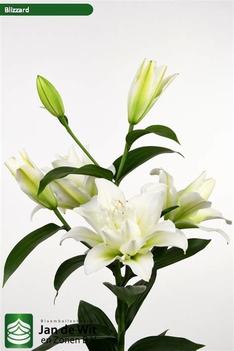 Blizzard 百合 Jan de Wit en Zonen B V