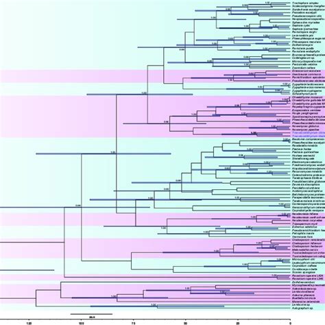 The Mcc Tree With Divergence Times Estimates Of Phaeothecoidiellaceae