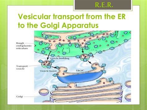 Ppt Rough Endoplasmic Reticulum Powerpoint Presentation Free