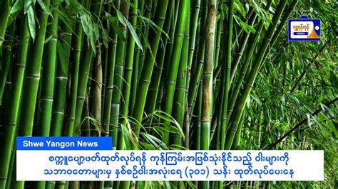 သဘာဝတောများမှ နှစ်စဥ် ဝါးအလုံးရေ ၃၀၁သန်း ထုတ်လုပ်ပေးနေ Youtube