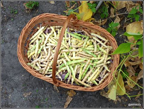 Mark S Veg Plot Shelling Beans