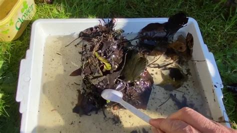 Whats In Your Pond An Insect Larvae Identification Guide