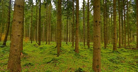 Windradprojekt Im Altdorfer Wald Kann Die Gefahr Der Grundwasserverunreinigung Nicht