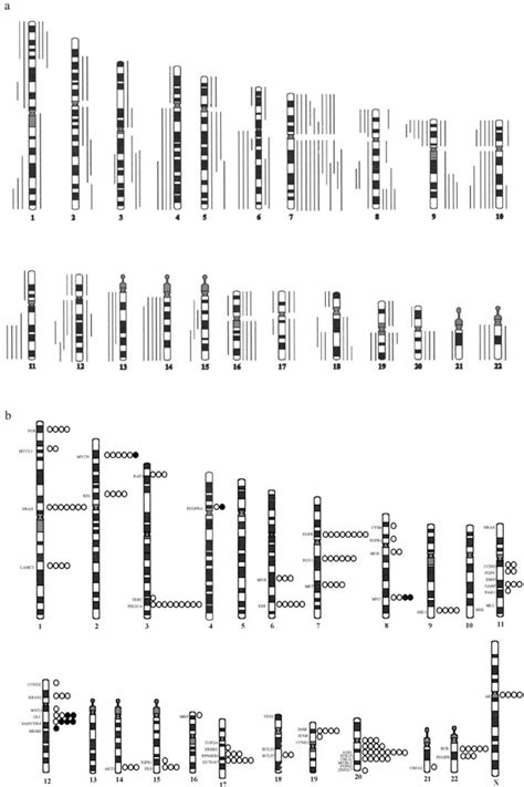 Illustration Of Chromosomal Imbalances Detected In Glioblastoma