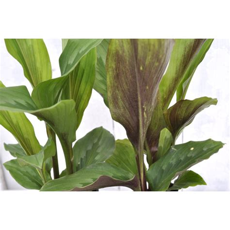 Kaempferia Rotunda Peacock Ginger In 90 Mm Bottomless Pot