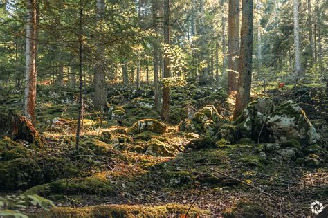 Artstation Photo Reference Pack Alpine Forest Resources