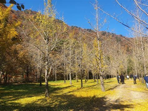앙상한 가지만 남아 비밀의 숲 홍천 은행나무 숲에 무슨 일이