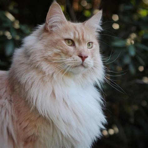 17 Beautiful Maine Coon Cats That Deserve An “a”