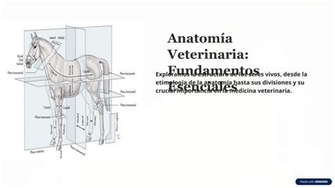 Introducción A La Anatomía Veterinaria Pptx