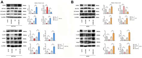 down regulation of ezh2 genes targeting runx3 affects proliferation
