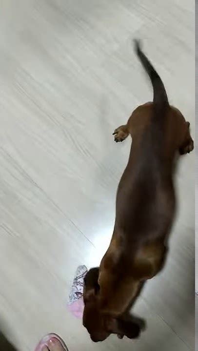 Nina Brincando2 Youtube