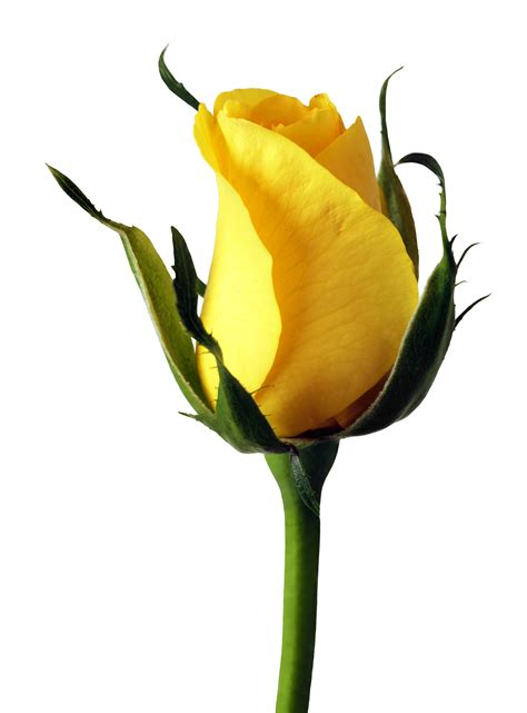 Yellow Flowers Png Free Download At Suzanne Prince Blog