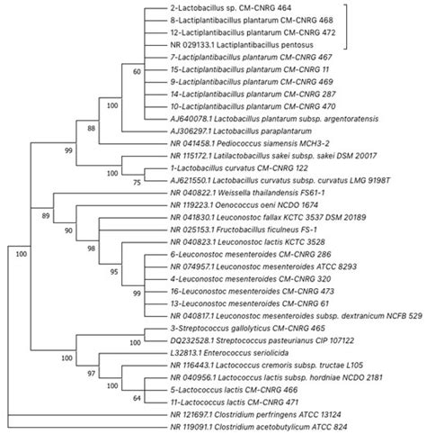 Microbiology Research Free Full Text Identification Viability And Membrane Potential