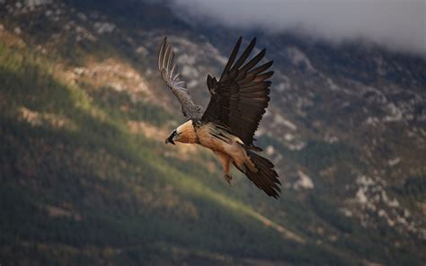 Bearded Vultures And Beyond Where To See Natures Clean Up Crew