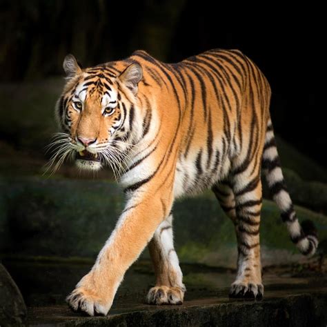 Premium Photo Tiger In A Zoo