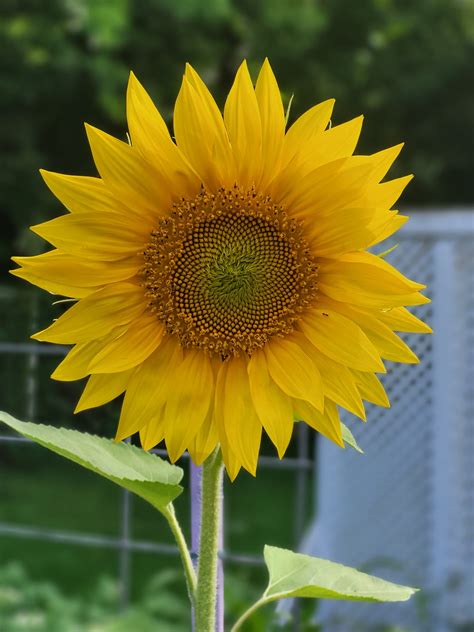 Sunflower Pattern Fibonacci