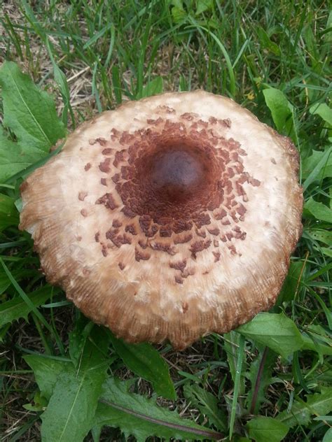 Poisonous Mushrooms