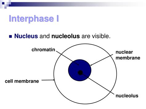 Meiosis Ppt Download