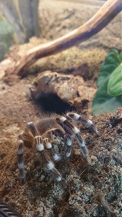 Giant Brazilian White Knee Tarantula Uses Her Teeth To Expand Her House