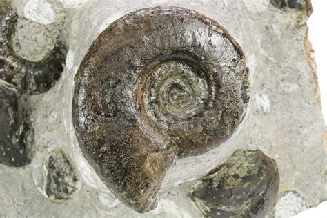 7 1 Plate Of Devonian Ammonite Fossils Morocco 259691 For Sale