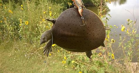 Snagged A Softshell Turtle Album On Imgur