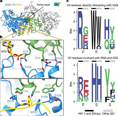 Interplay Between The Molecular Arms Race And Rna Interfaces Of Download Scientific Diagram