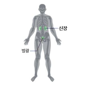 신장 인체정보 의료정보 건강정보 서울아산병원