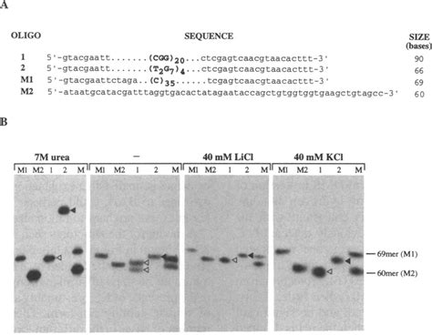 A Cgg 20 Oligonucleotide Migrates Anomalously On Non Denaturing Gels Download Scientific