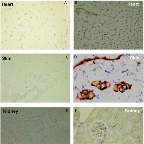 Immunohistochemical Detection Of Lectin Staining Of Various Tissues Download Scientific Diagram