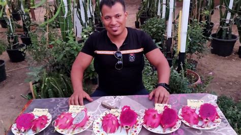 الجزء 2 اسرار الدراجون فروت معدل انتاج الشجره الحقيقي للبشاير وتذوق