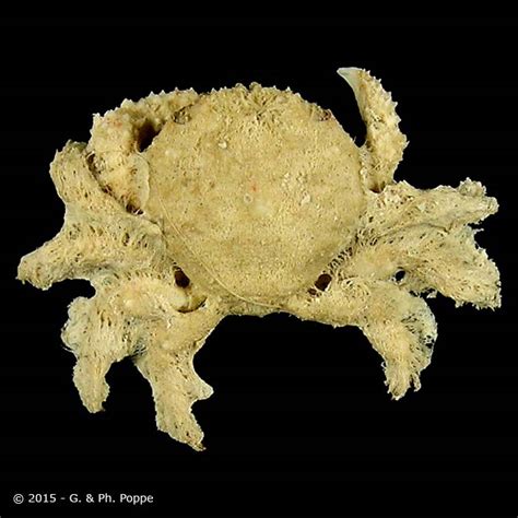 Cymo Andreossyi Crustaceology