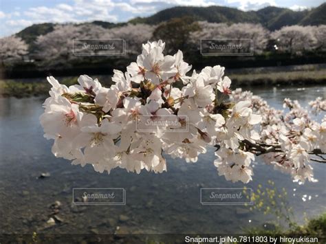 花の上に立つカモメの群れの写真・画像素材 Snapmart（スナップマート）