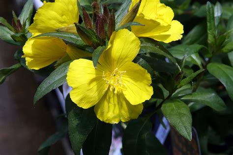 Sundrops Oenothera Fruticosa Mr Lawn Care Mr Lawn Care