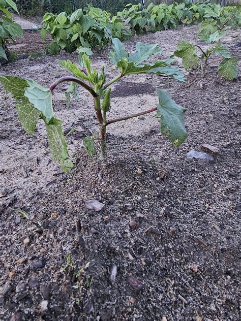 Smaller Than Expected Plants Dining And Cooking