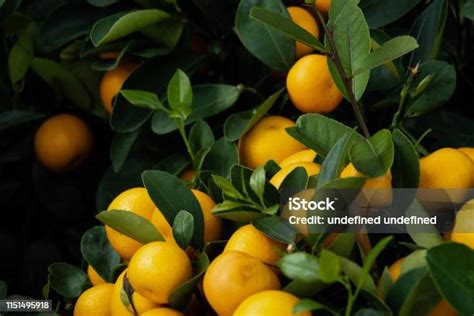 Jeruk Kecil Segar Di Pohon Latar Belakang Untuk Buah Yang Sehat Dan