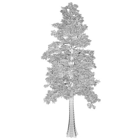Artstation Western Red Cedar 08 Fbx High Poly Tree 3d Model